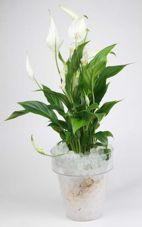 Hydratation des plantes